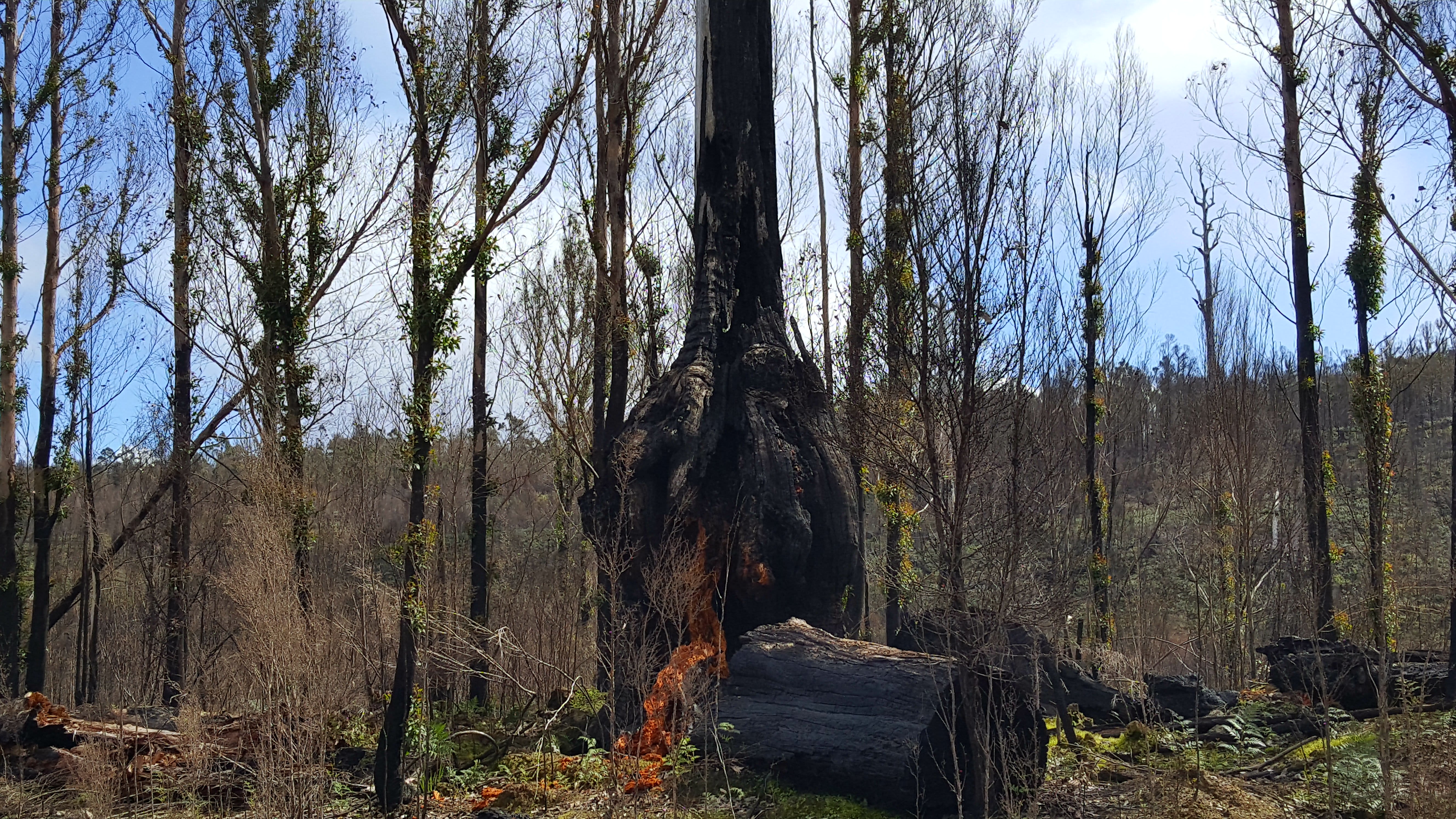 interesting-tree-3 – Tassietravels