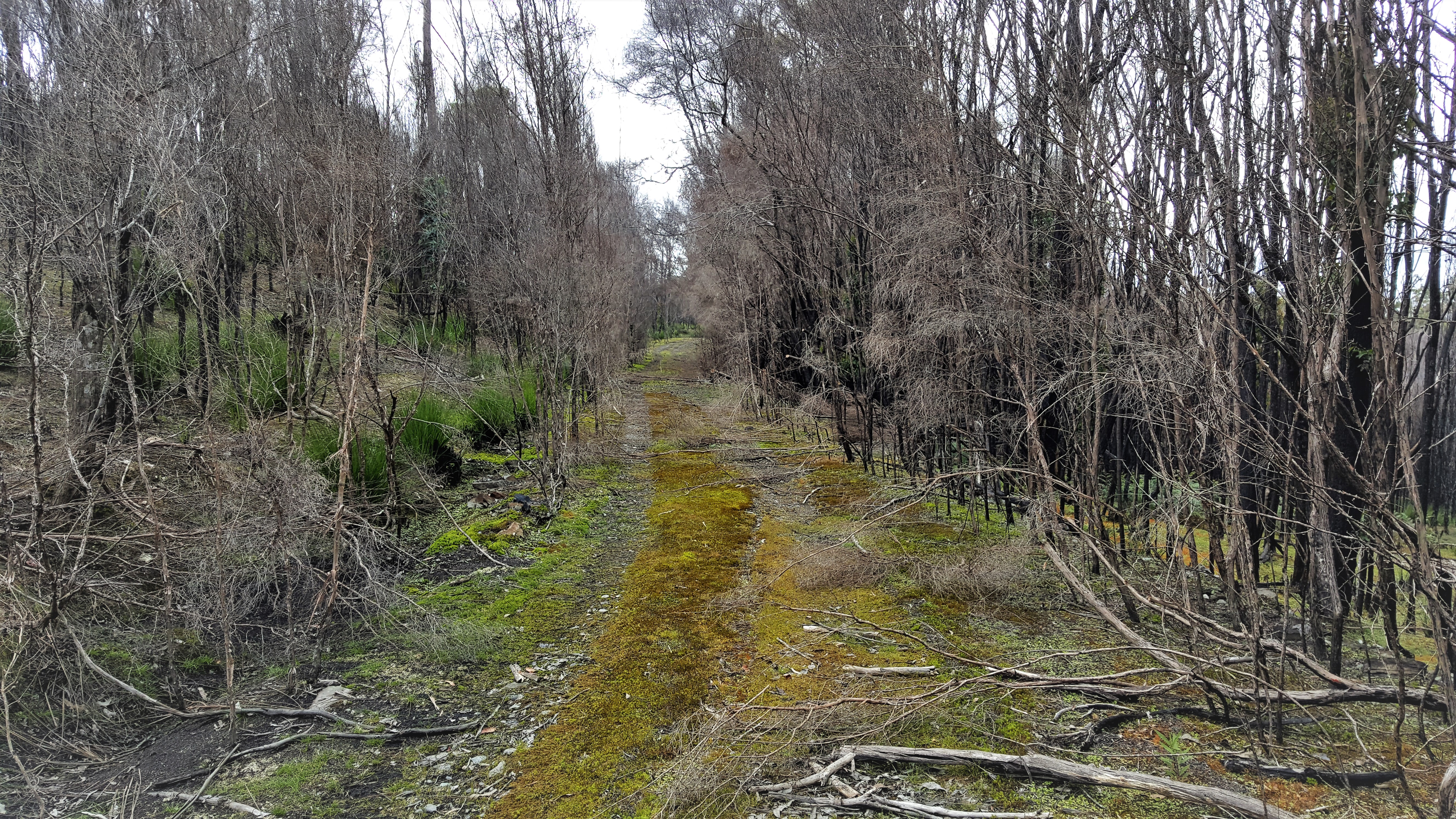 clearing-track – Tassietravels