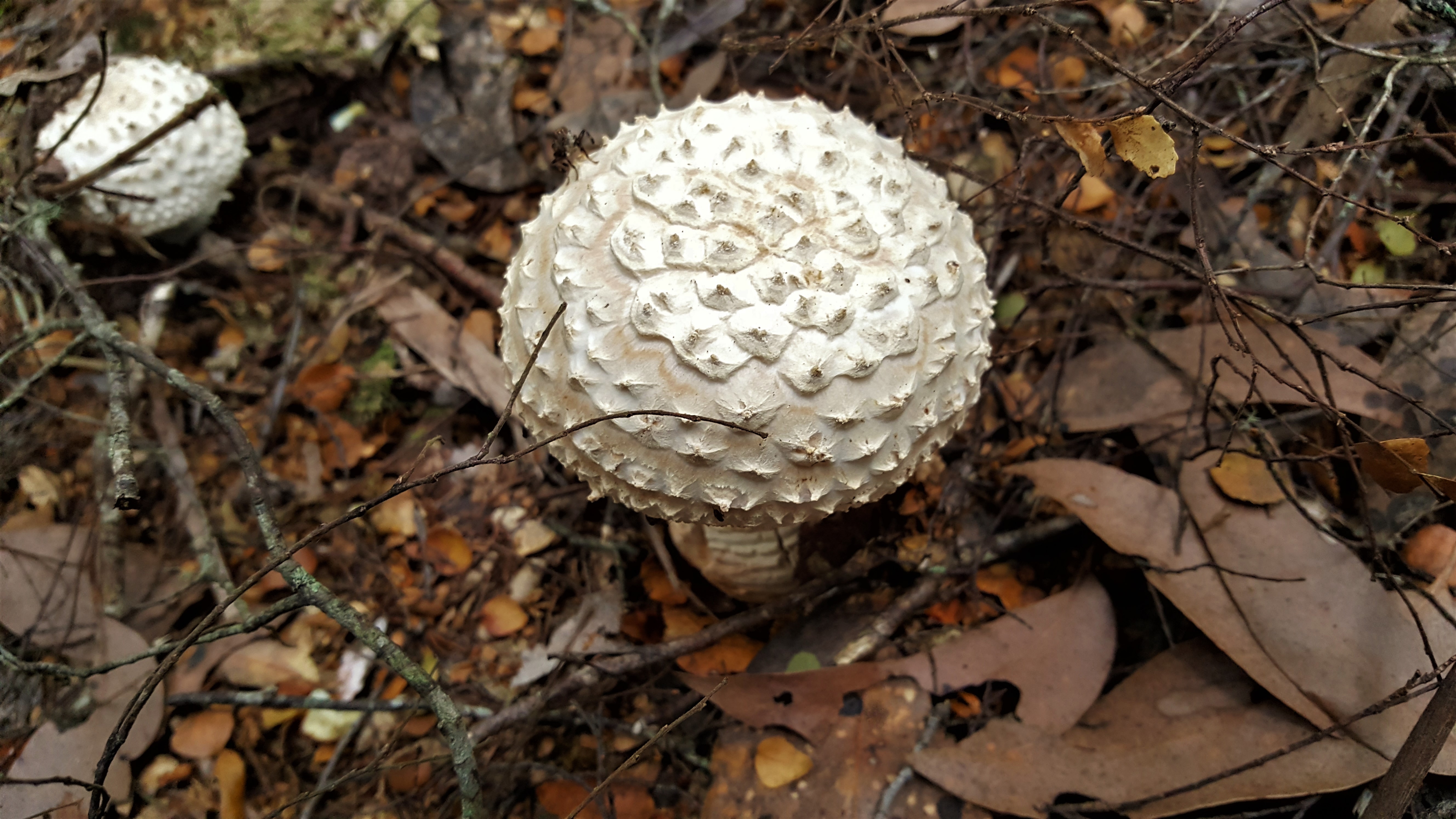 toadie – Tassietravels