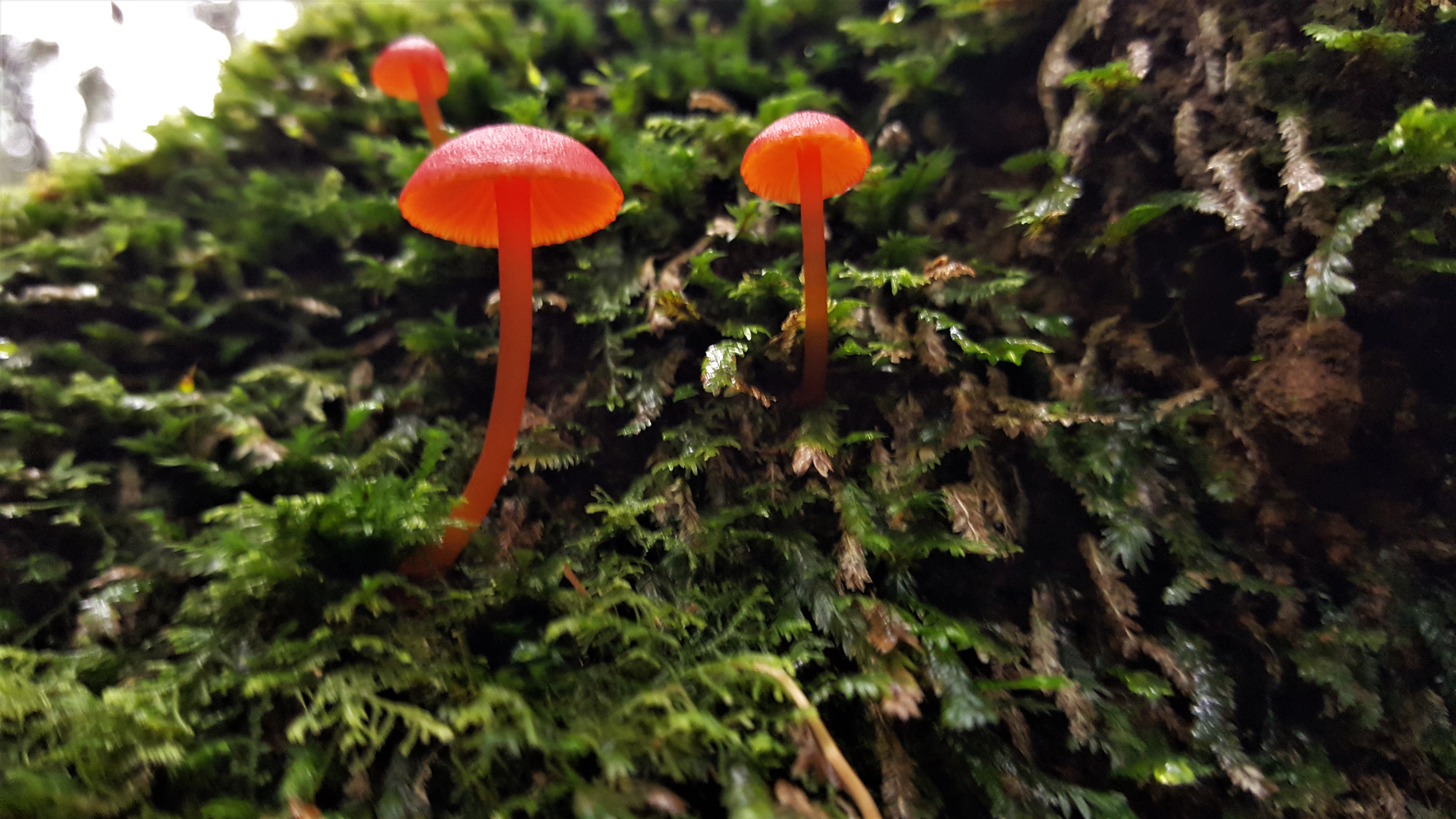 Red Fungi – Tassietravels
