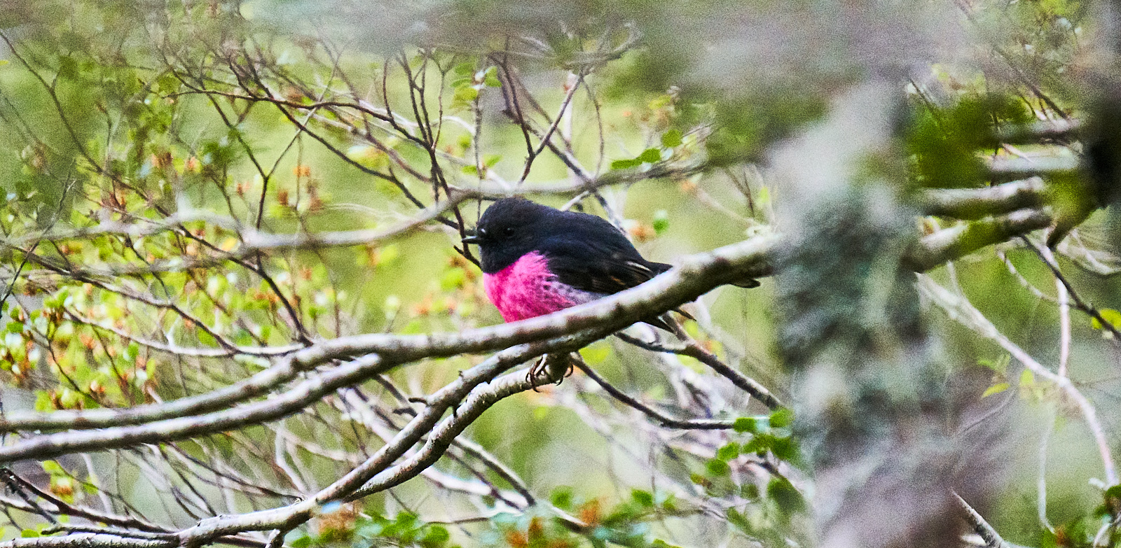 Pink Finch – Tassietravels