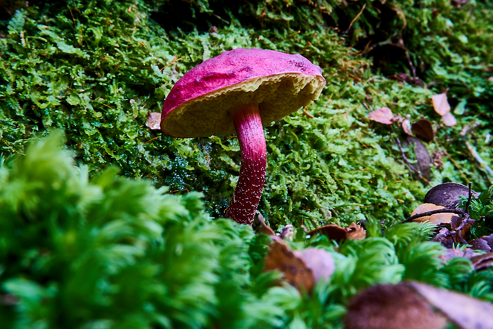 Boletellus obscurecoccineus 1 – Tassietravels