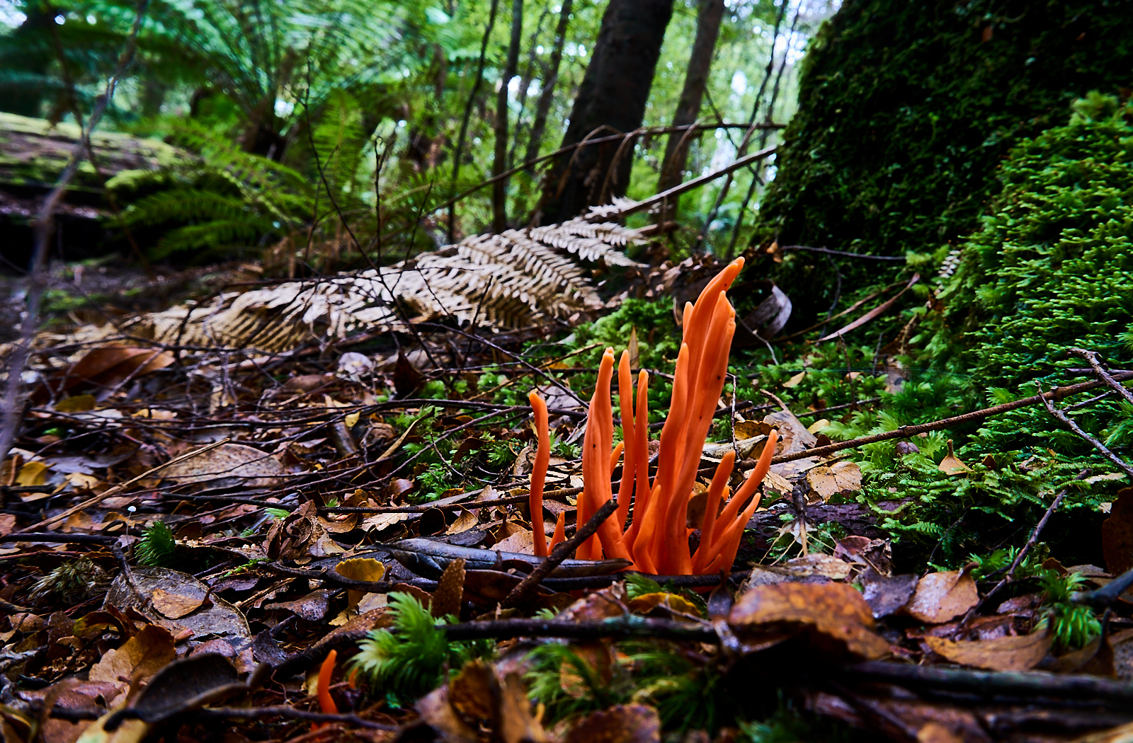 Clavulinopsis sulcata 1 – Tassietravels