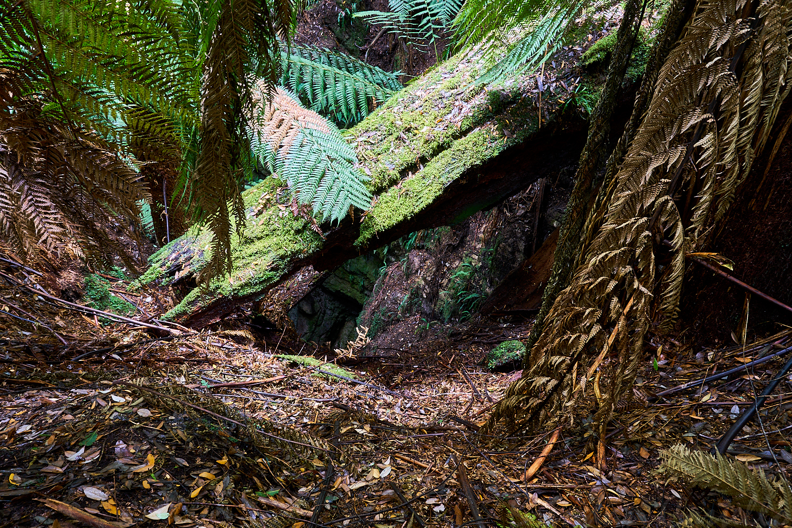 Tassy Pot 1 – Tassietravels