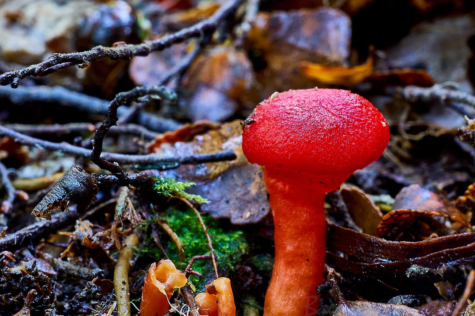 Red Fungi 1 – Tassietravels